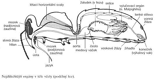 Důvěrné seznámení :: vcelinek-lužice