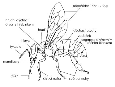 Důvěrné seznámení :: vcelinek-lužice